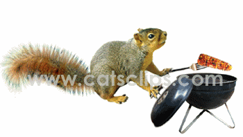 Squirrel Animated GIFs to Download
