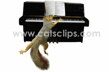 Squirrel Animated GIFs to Download